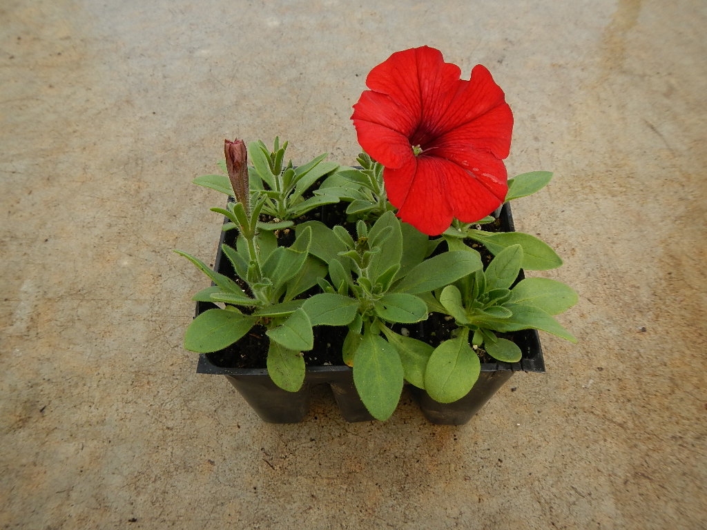 Petunia, Success Red 6-pack – CasaCano Farms