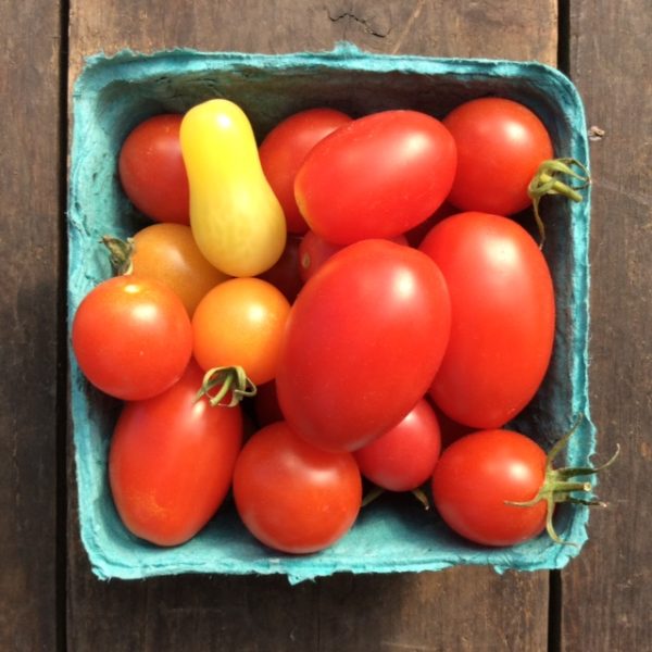 Cherry Tomato Pint – CasaCano Farms