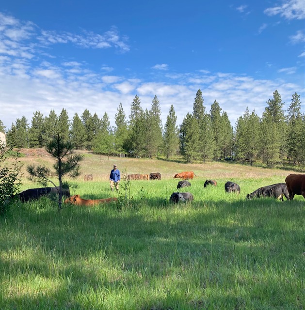 Spring, 2023 Bulk Beef Deposit – CasaCano Farms