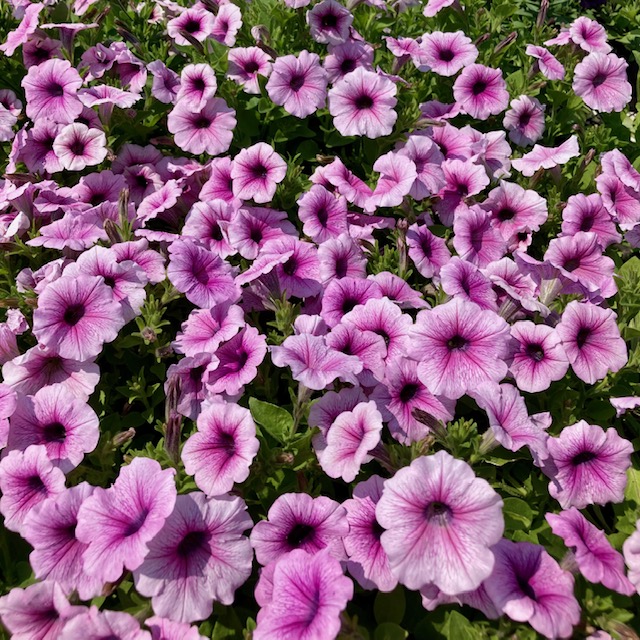 Shock Wave Pink Vein Petunia – CasaCano Farms