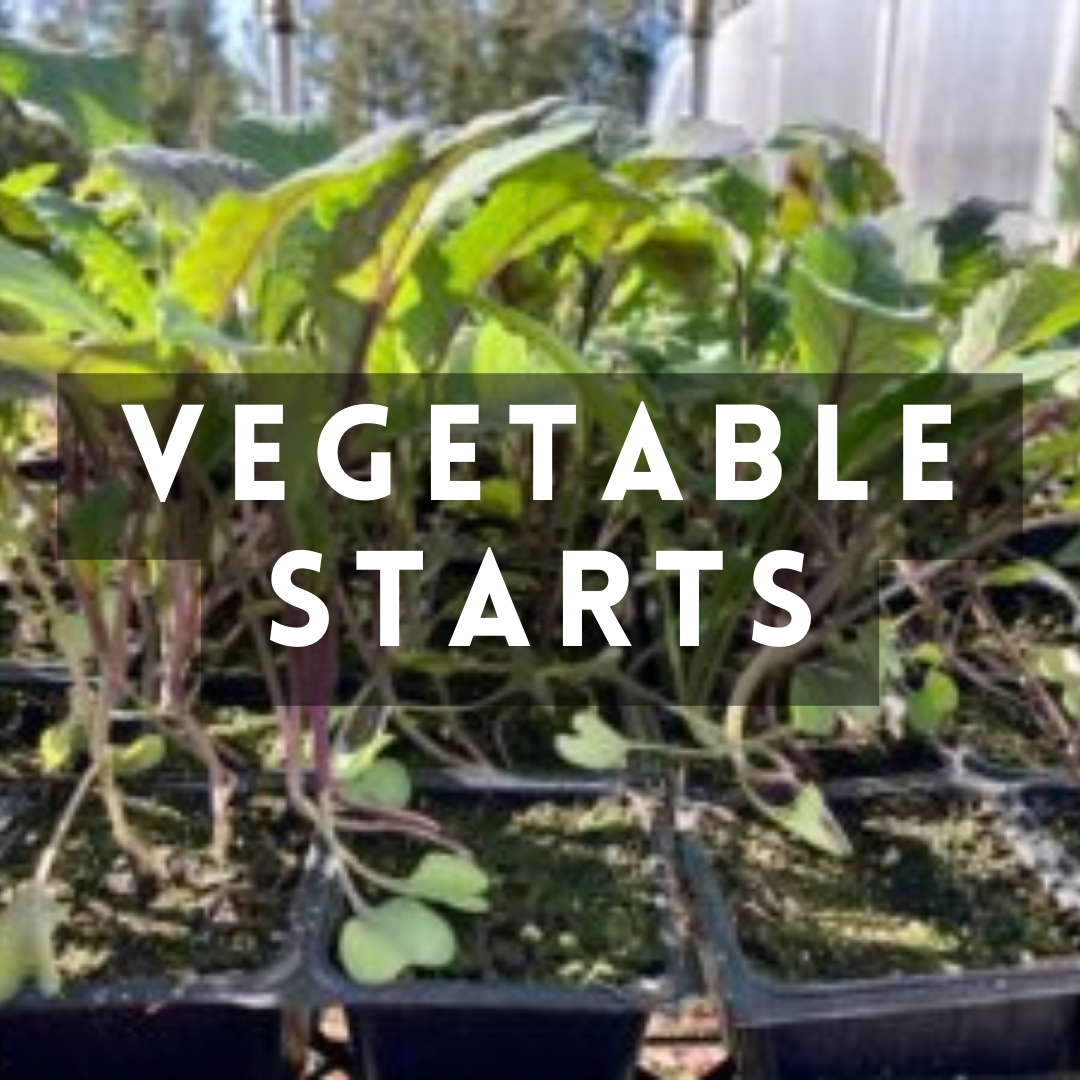 Nursery – CasaCano Farms