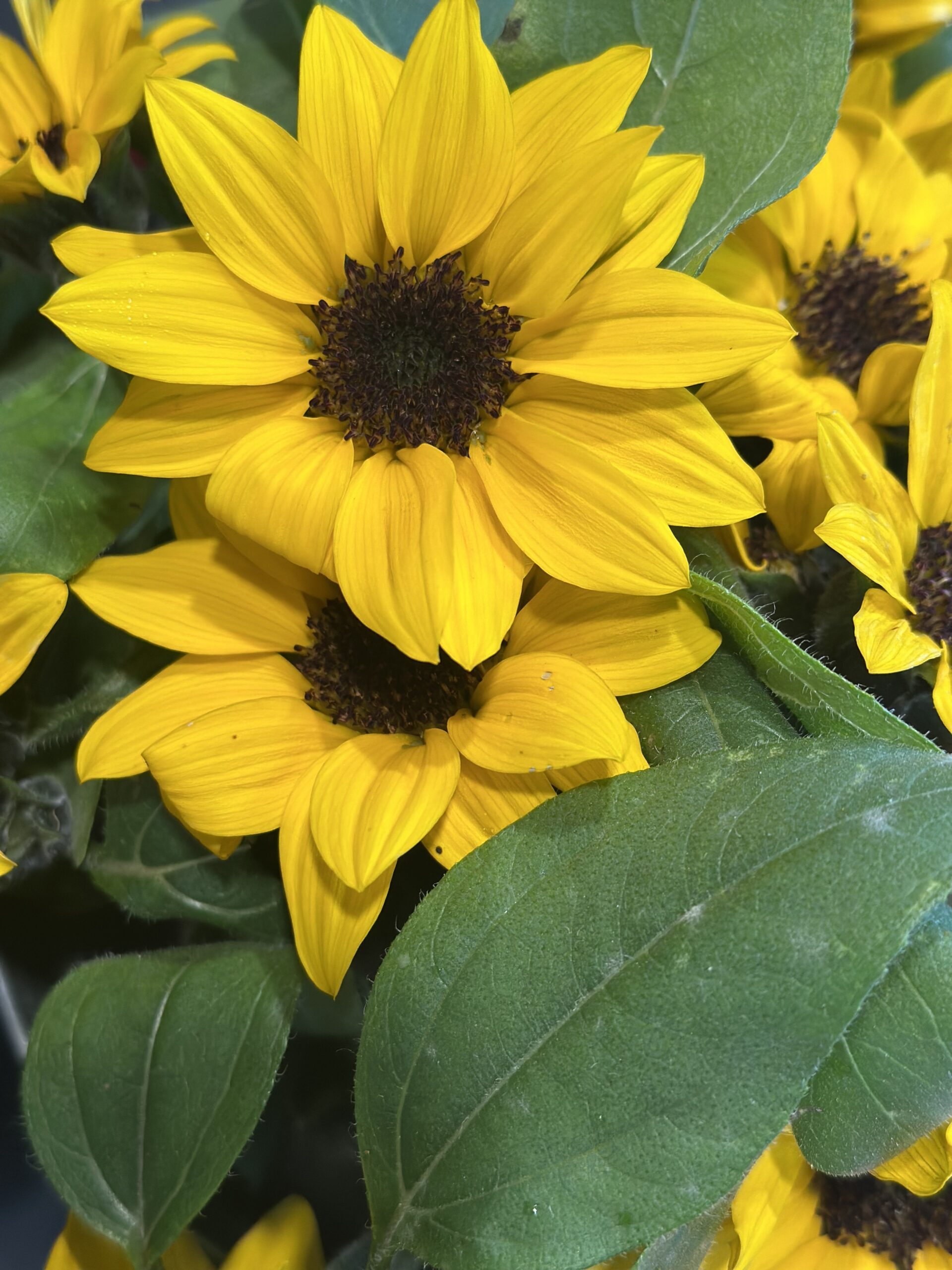 Mini Sunflower Bouquet | Casa Cano Farms